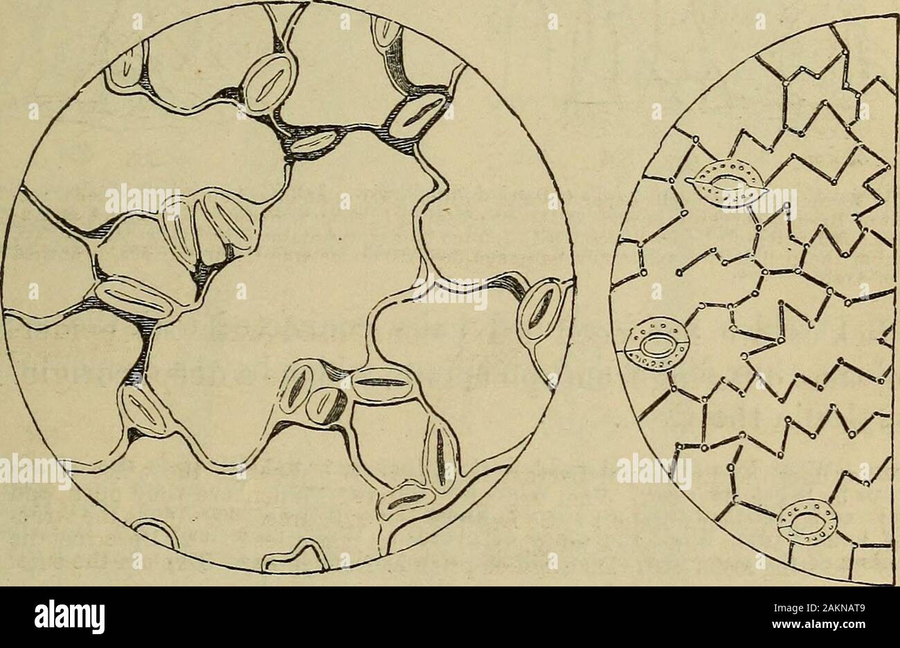 Stoma open close hi-res stock photography and images - Alamy