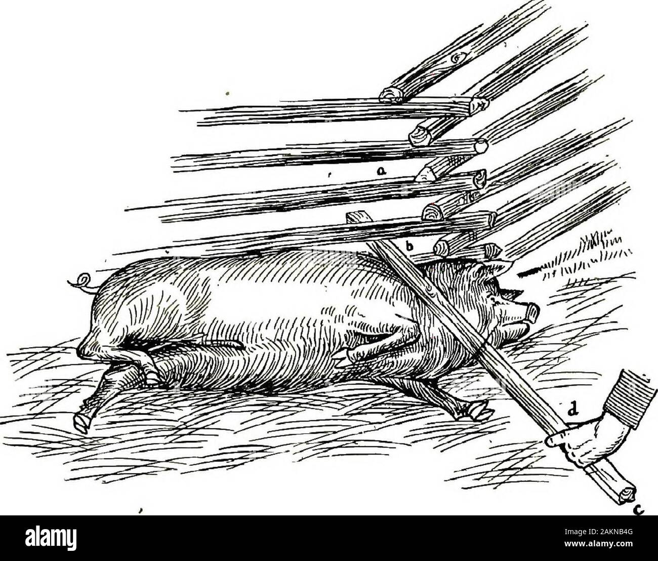 Hog operation Cut Out Stock Images & Pictures - Alamy