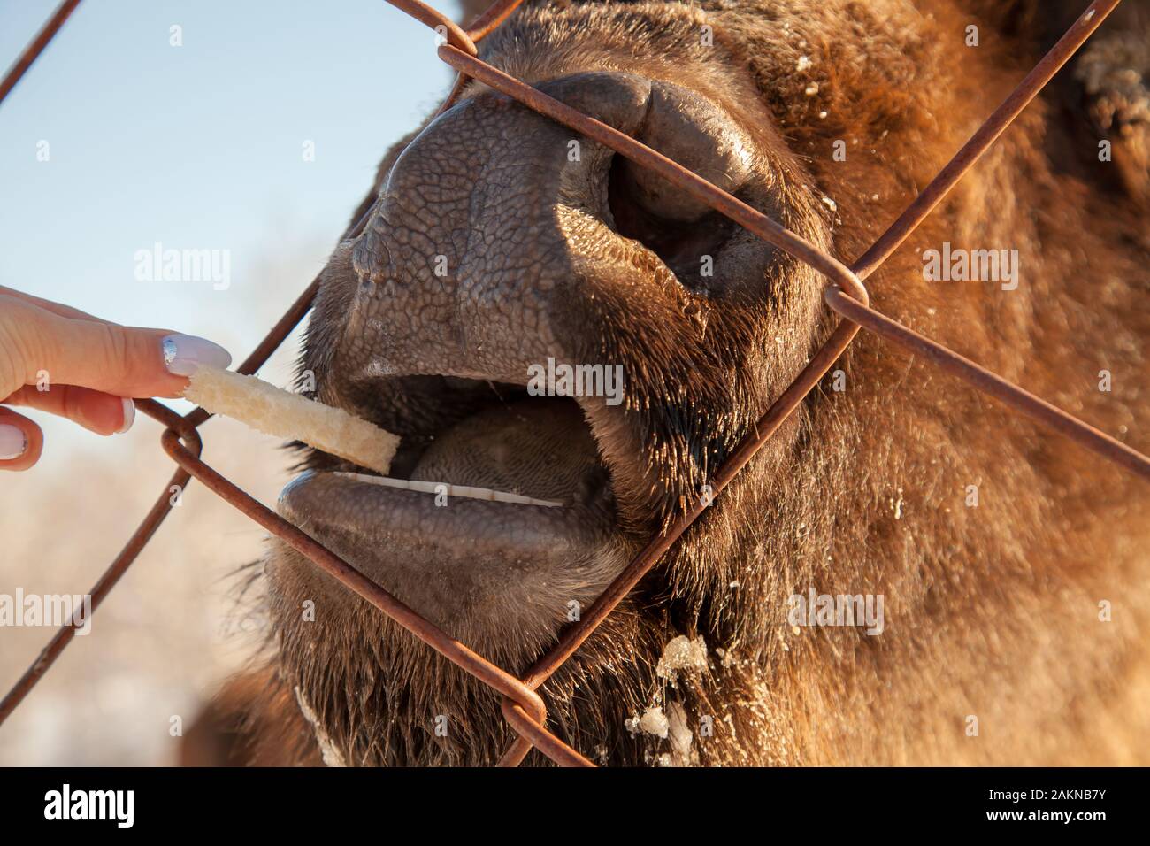 Cow Head Stuck High Resolution Stock Photography and Images - Alamy