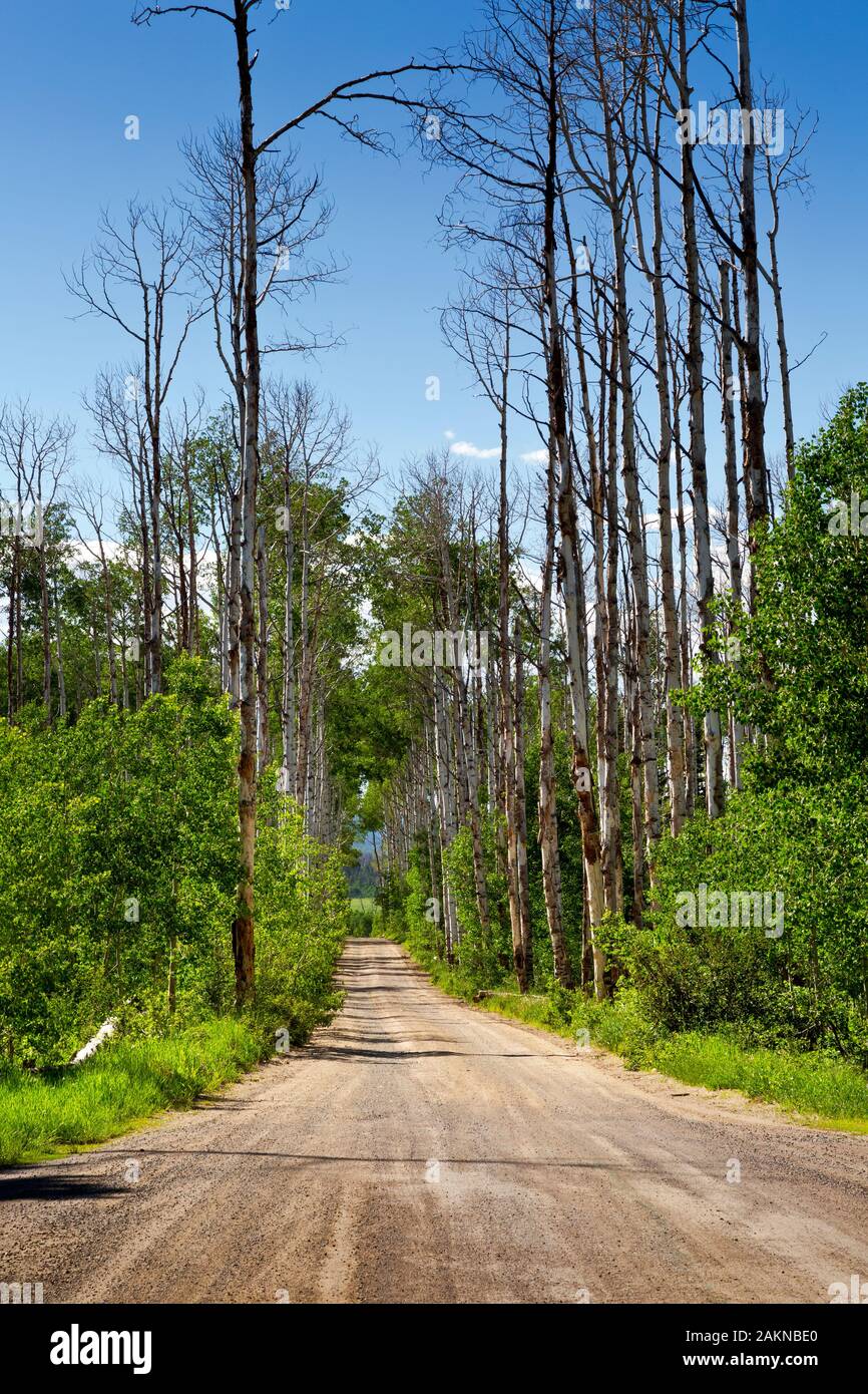 Aspen alley is dying hi-res stock photography and images - Alamy