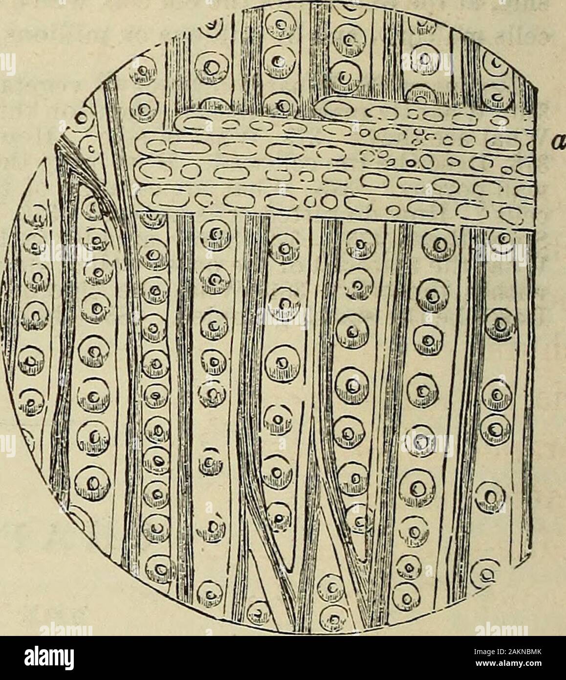 Stellate tissue hi-res stock photography and images - Alamy