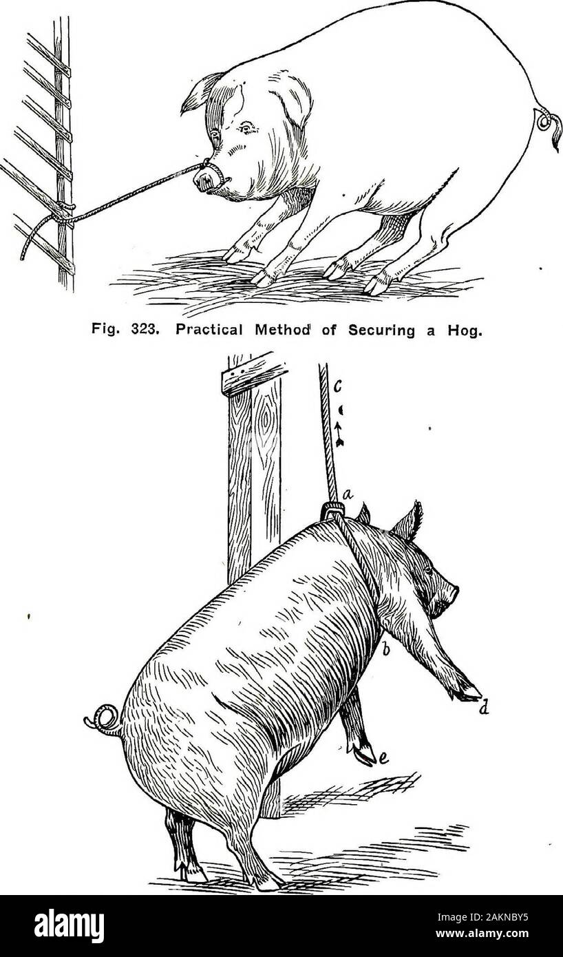Restraint of domestic animals; a book for the use of students and ...