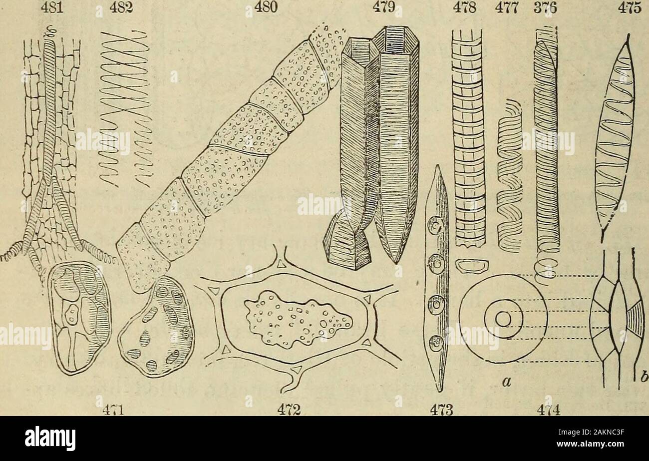Primordial flora hi-res stock photography and images - Alamy