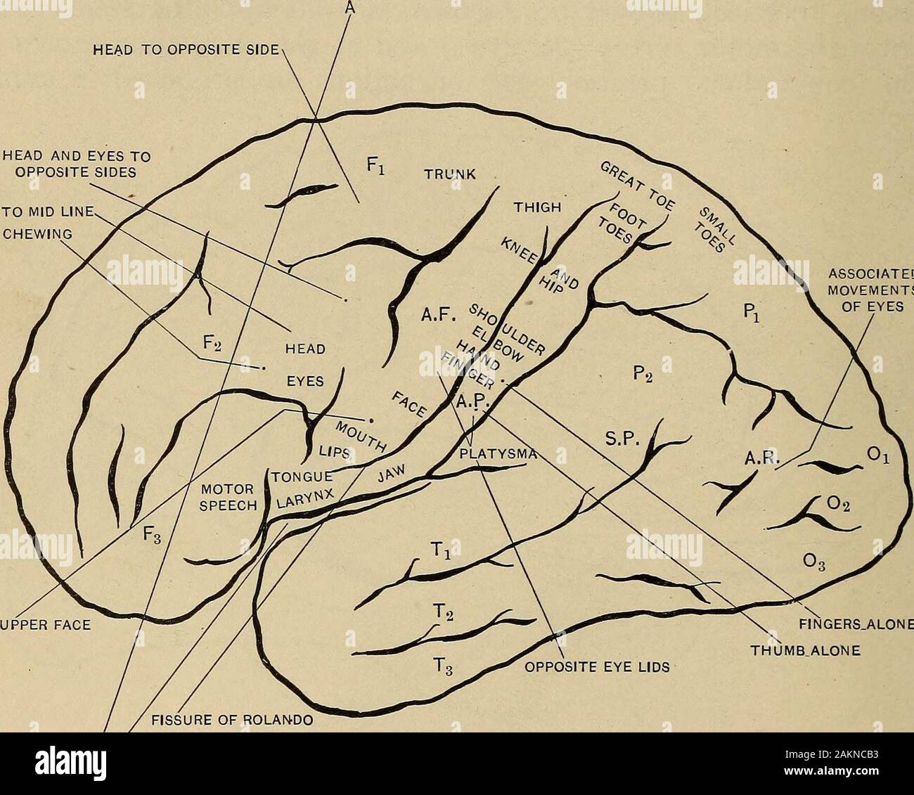 Tonic spasms hi-res stock photography and images - Alamy