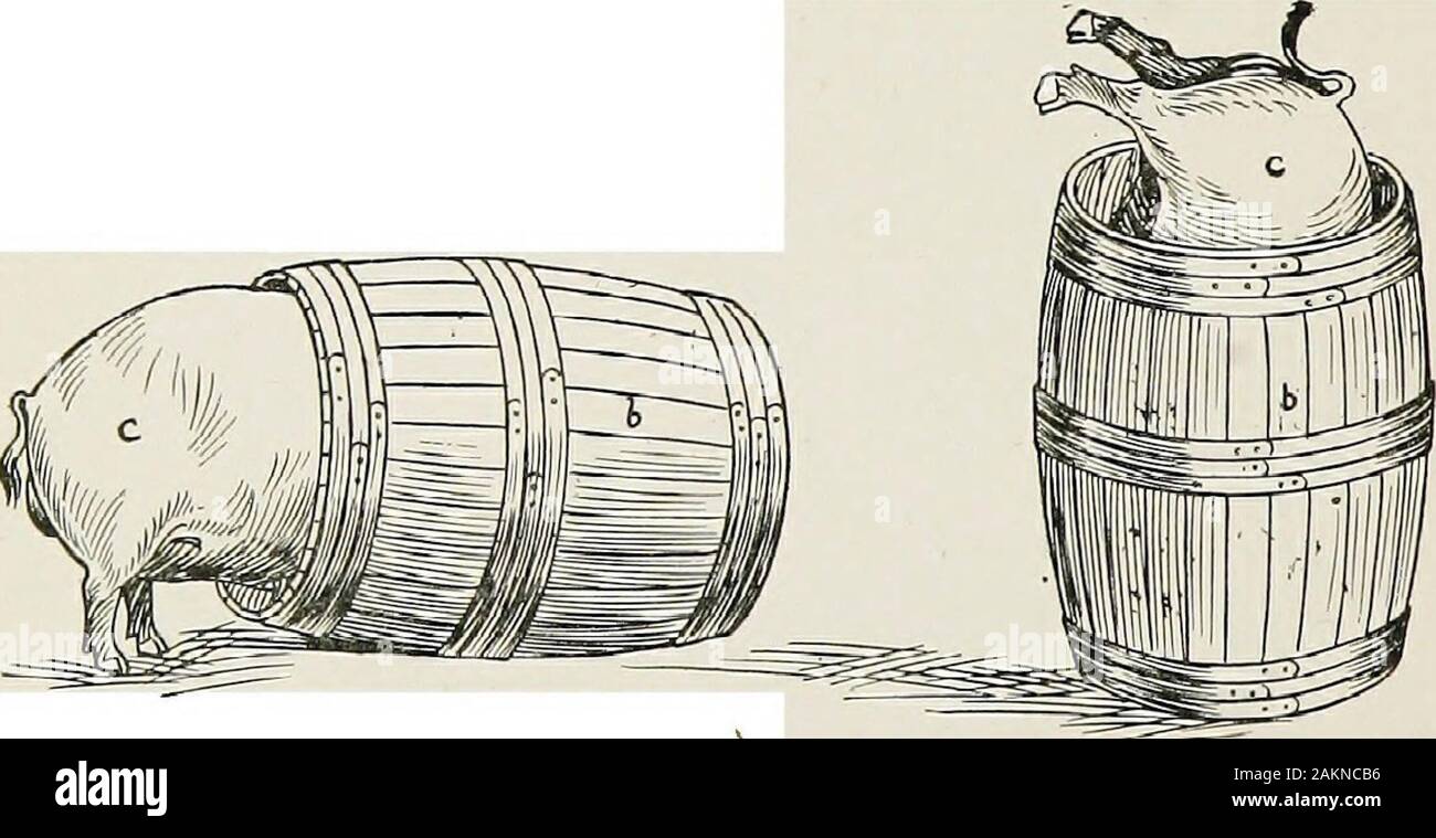 Restraint of domestic animals; a book for the use of students and ...