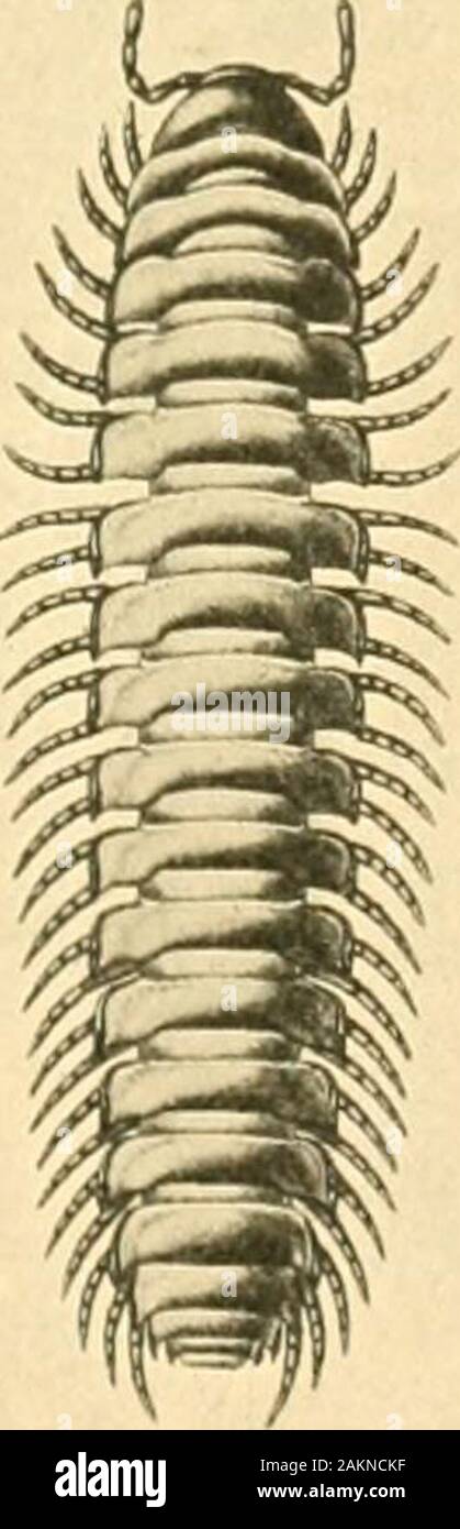 Spirobolidae hi-res stock photography and images - Alamy
