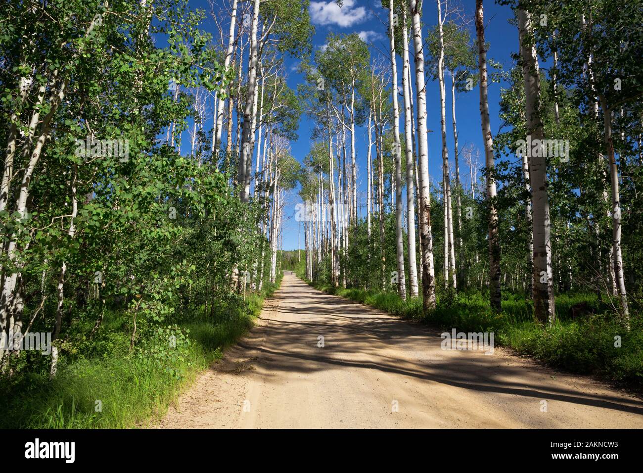 Unhealthy trees hi-res stock photography and images - Alamy