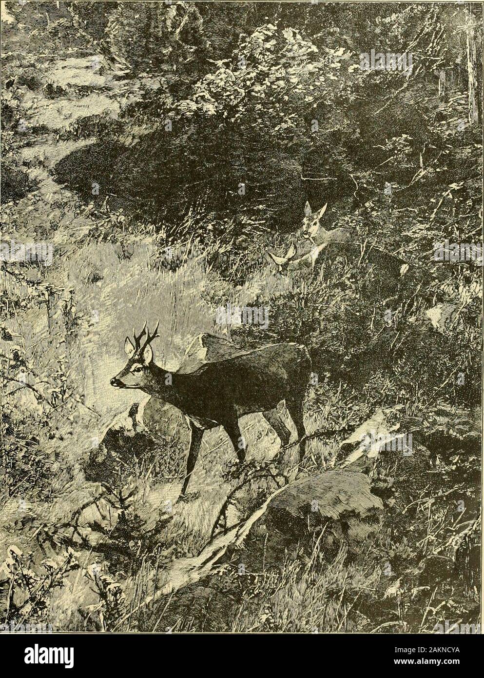 Trapping deer hi-res stock photography and images - Alamy
