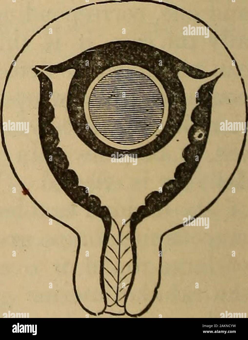 A treatise on the science and practice of midwifery . Formation of ...