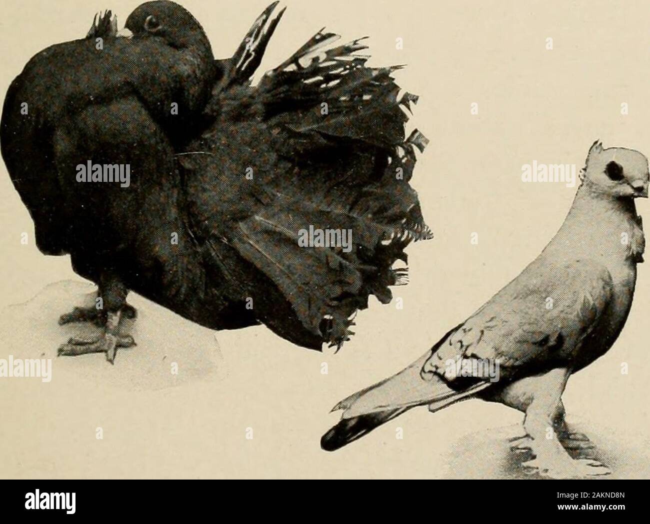 Tumbler pigeons hi-res stock photography and images - Alamy