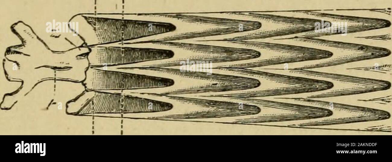 The common frog . al Muscles of Extensor Side of Leg and of parts of ...