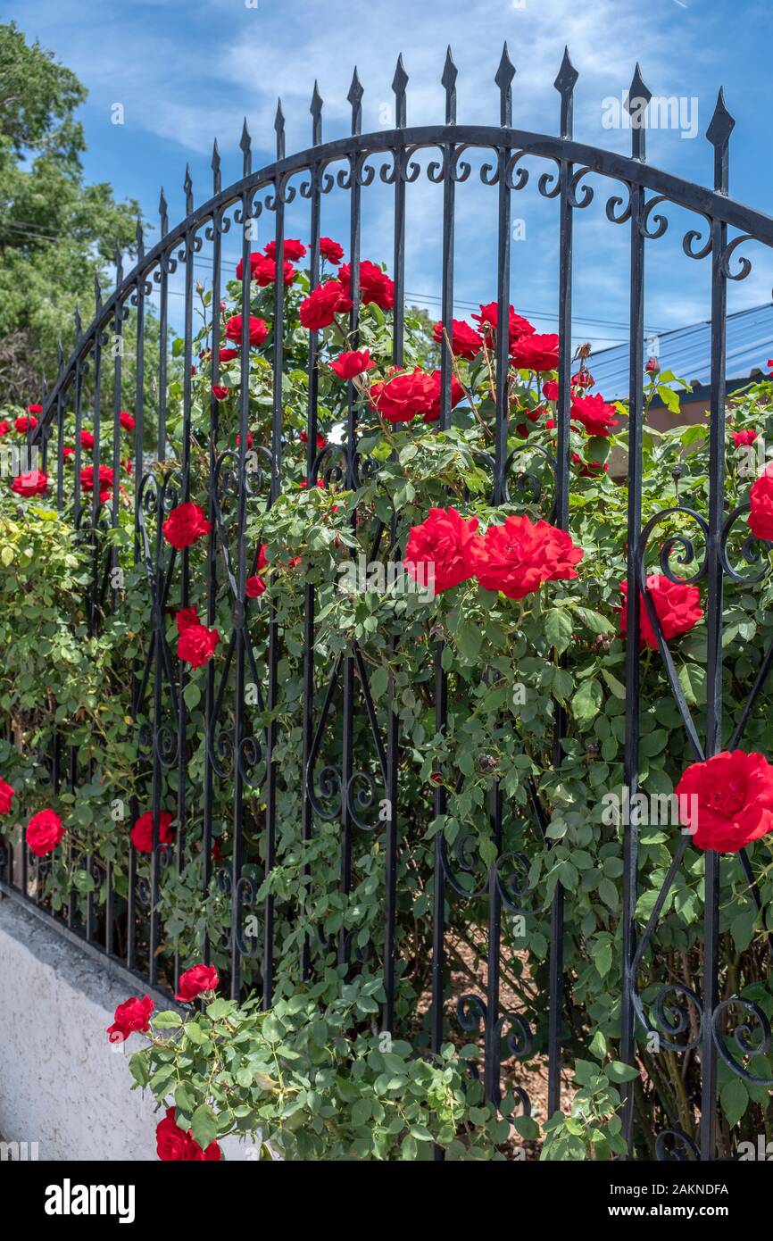 red roses on black metal fence Stock Photo - Alamy
