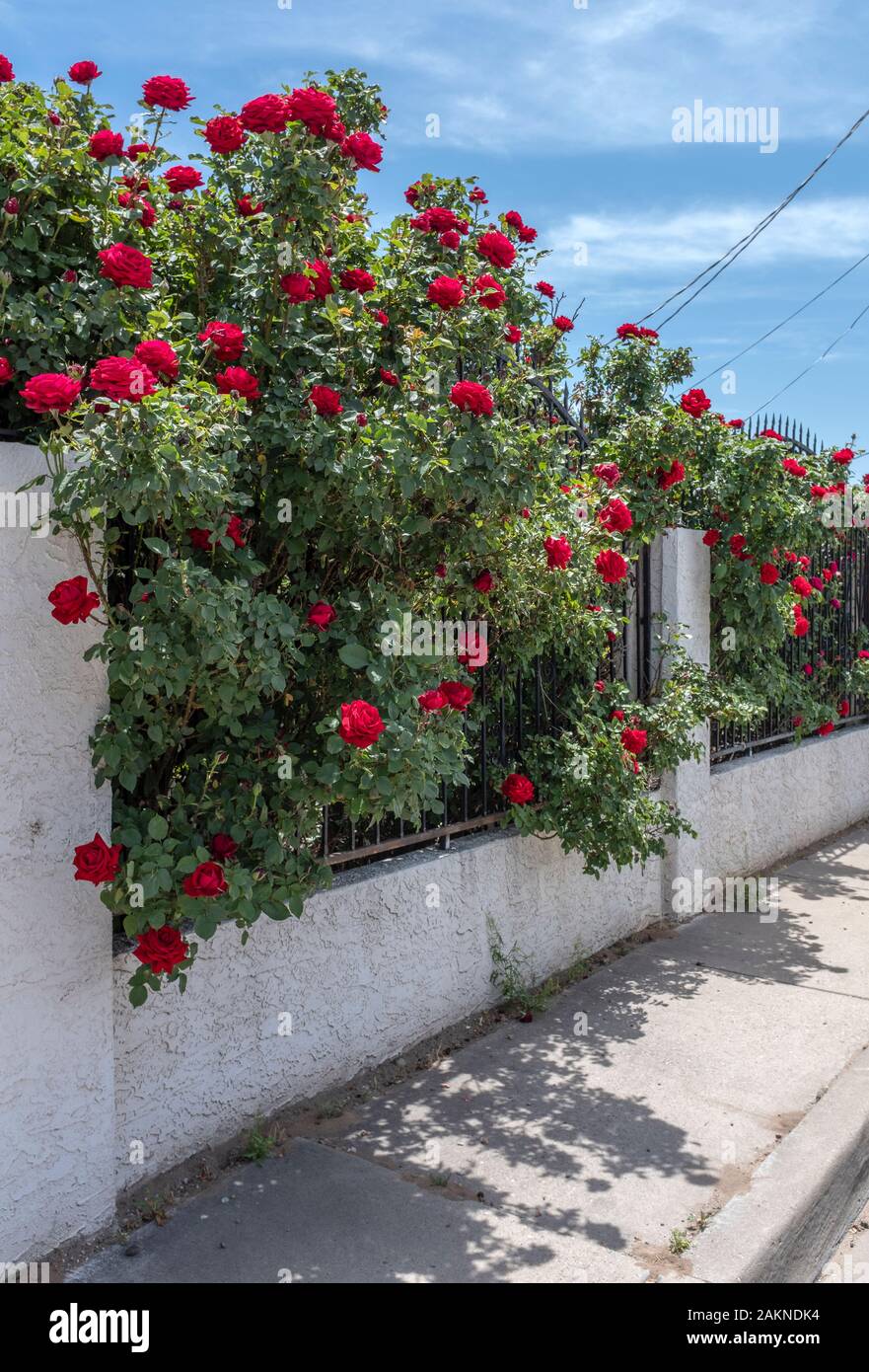 red roses on black metal fence Stock Photo - Alamy