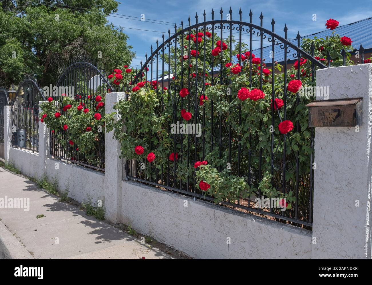 red roses on black metal fence Stock Photo - Alamy