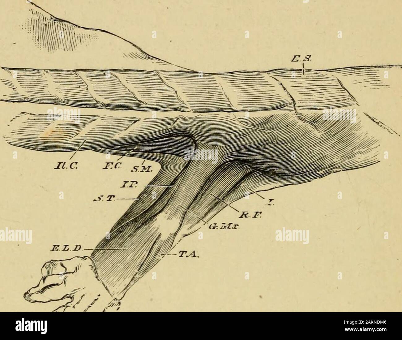 The common frog . es, which come out from beneath the muscles andpass ...