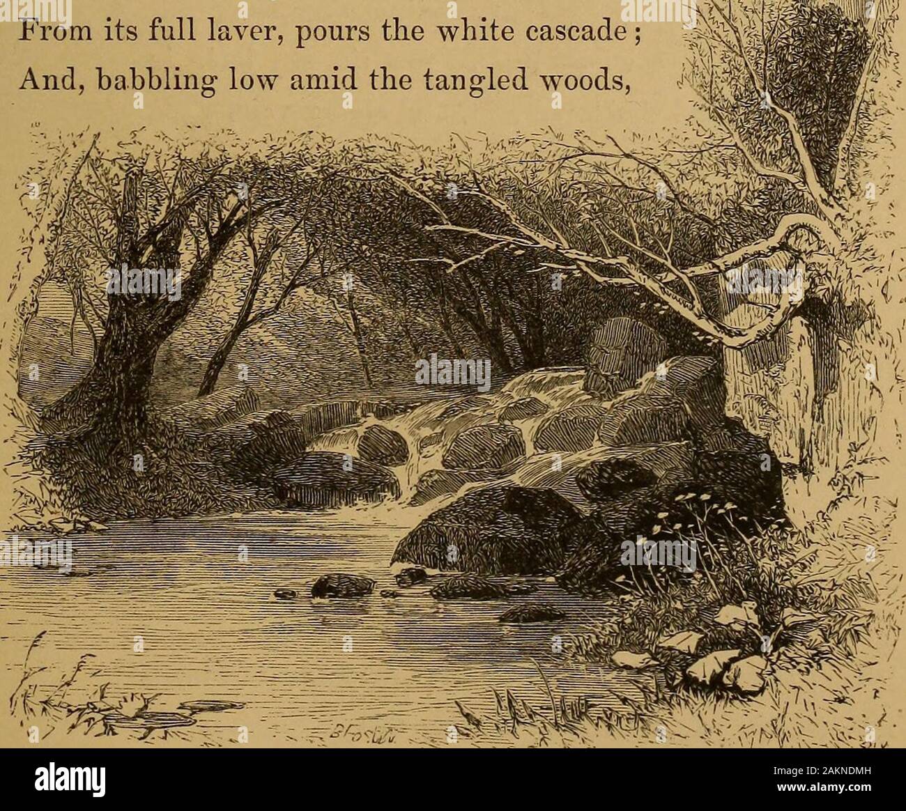 Tops trees strong wind hi-res stock photography and images - Alamy