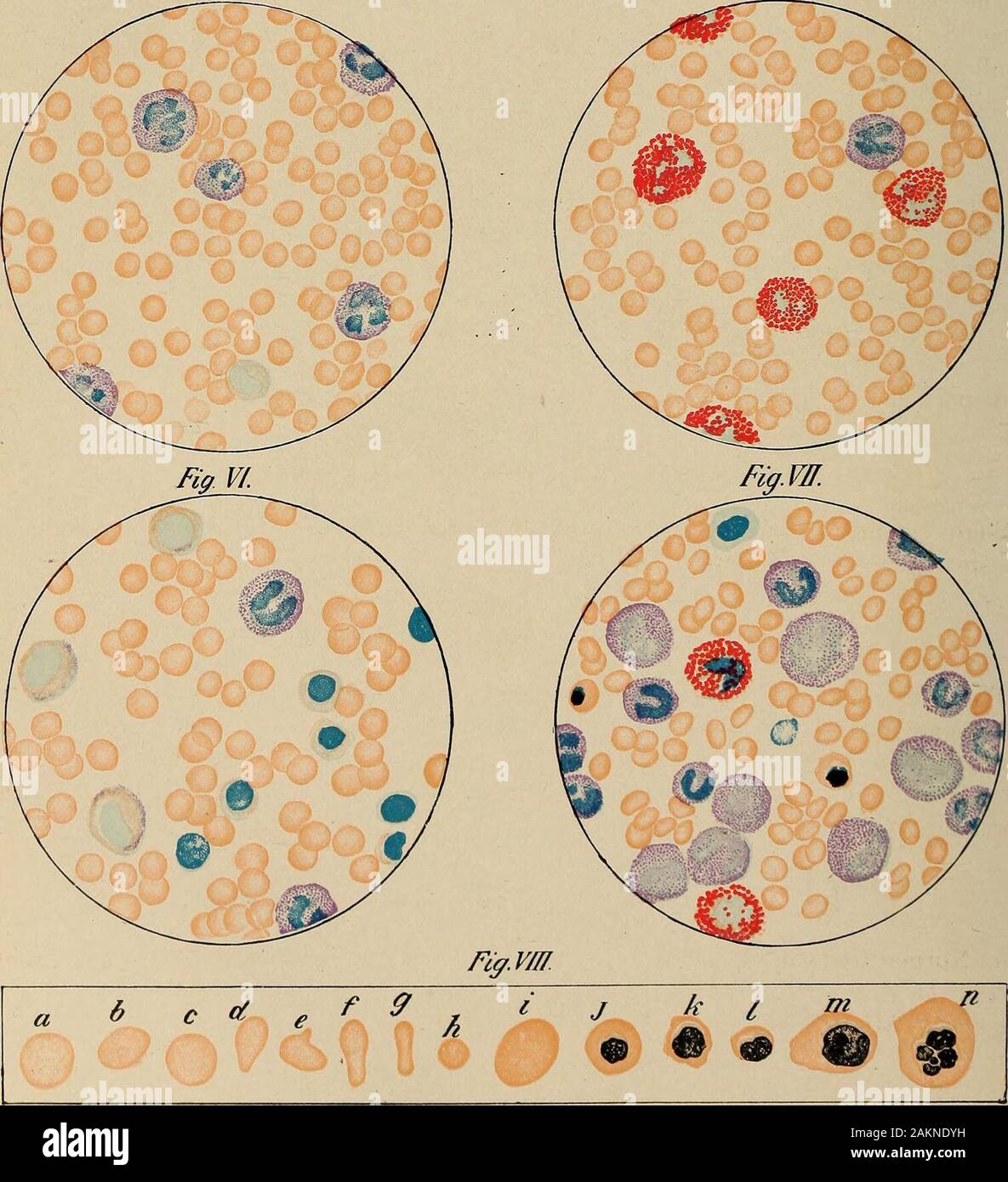 Types Of Leukocytes