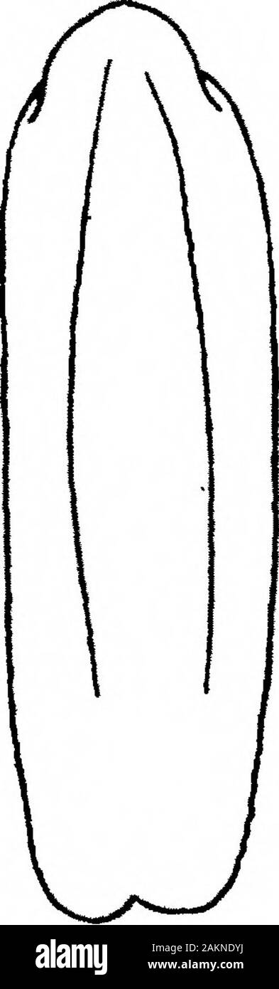 The Influence of the Position of the Cut upon Regeneration in Gunda ...