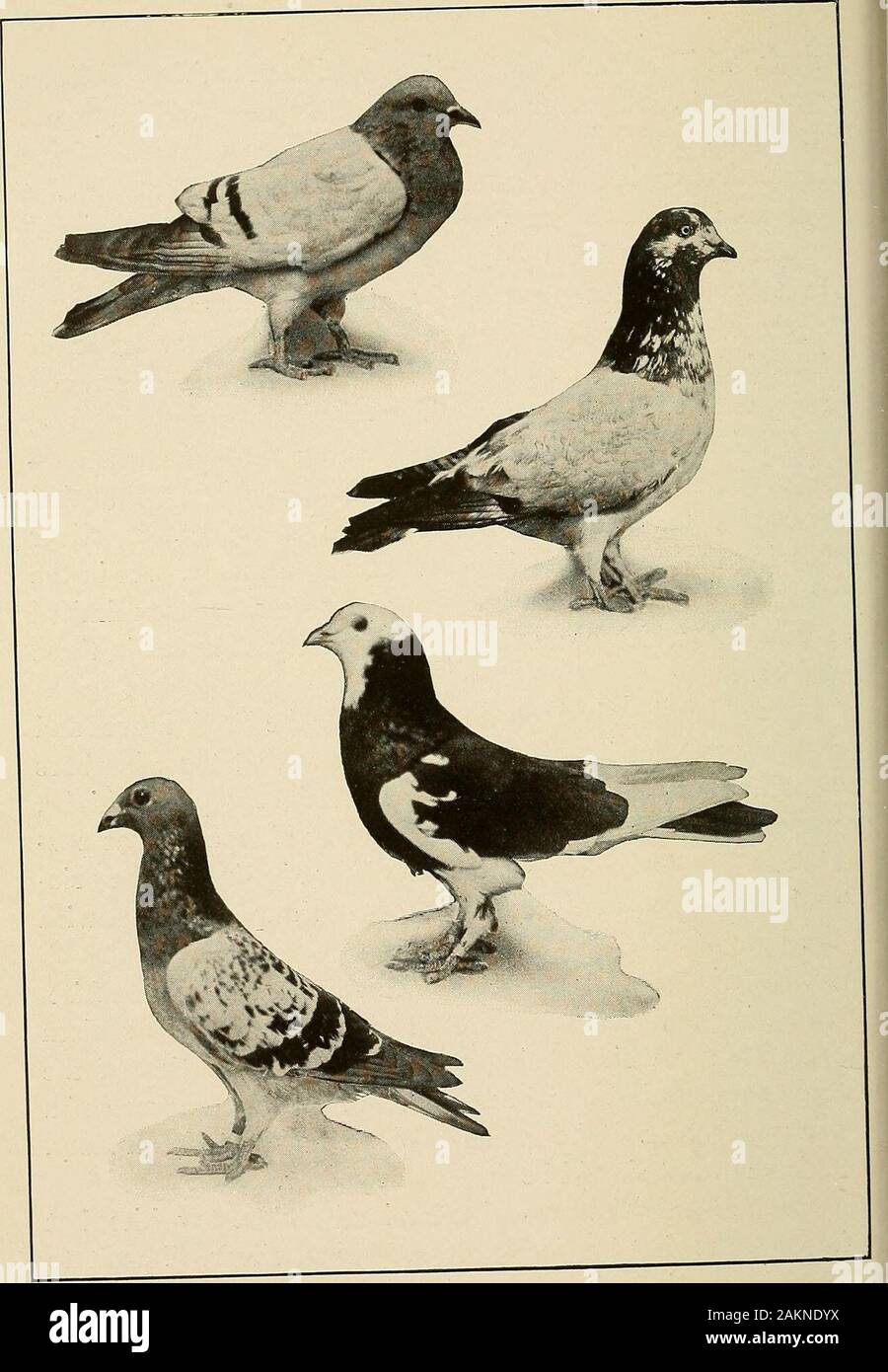 Pale wing bars hi-res stock photography and images - Alamy