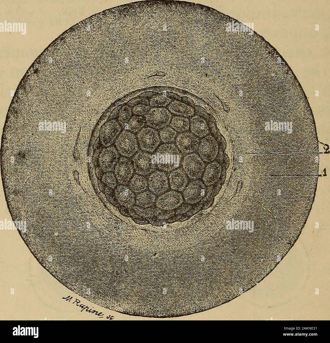 A treatise on the science and practice of midwifery . which consists of ...