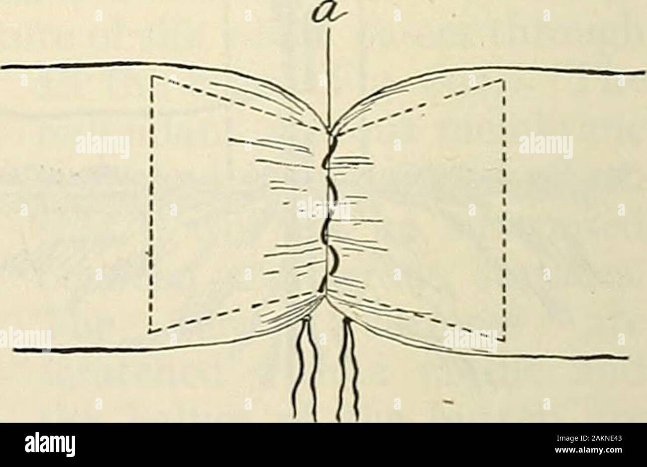Mayo robsons hi-res stock photography and images - Alamy