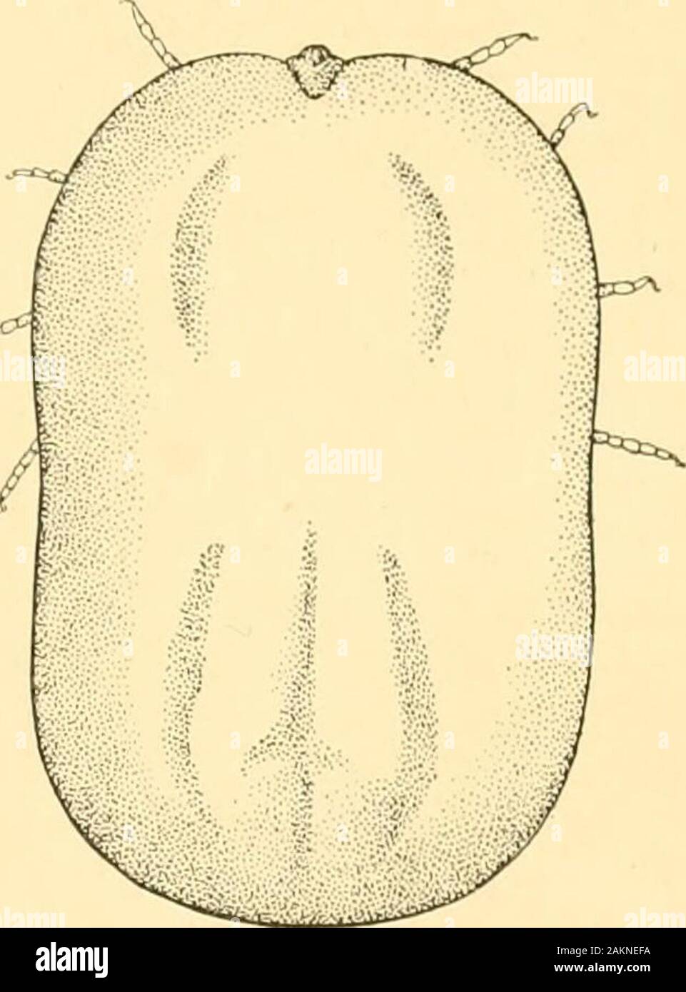 Argas High Resolution Stock Photography and Images - Alamy