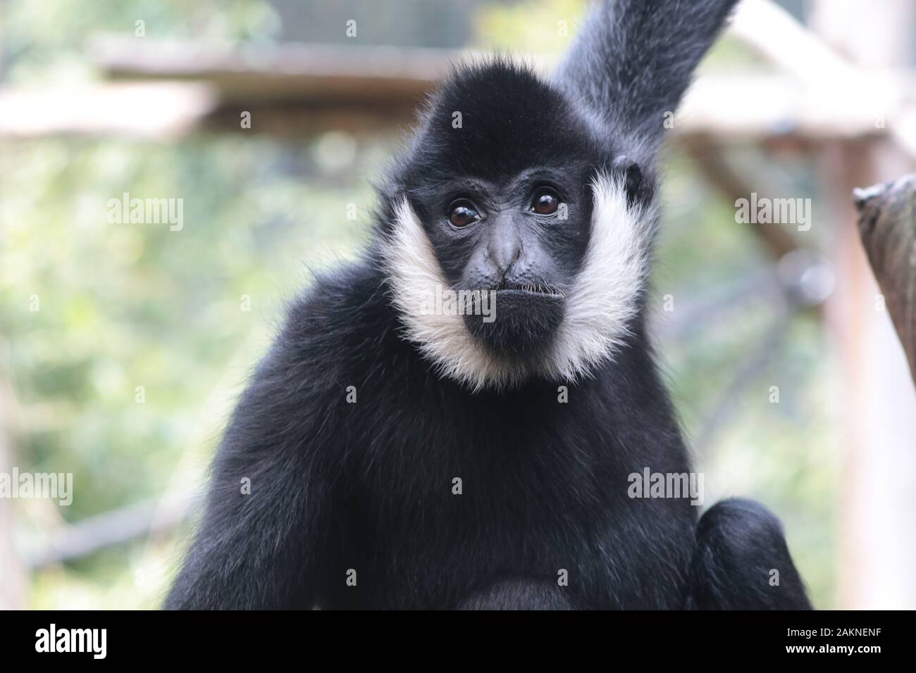 Northern white cheeked gibbon hi-res stock photography and images - Alamy