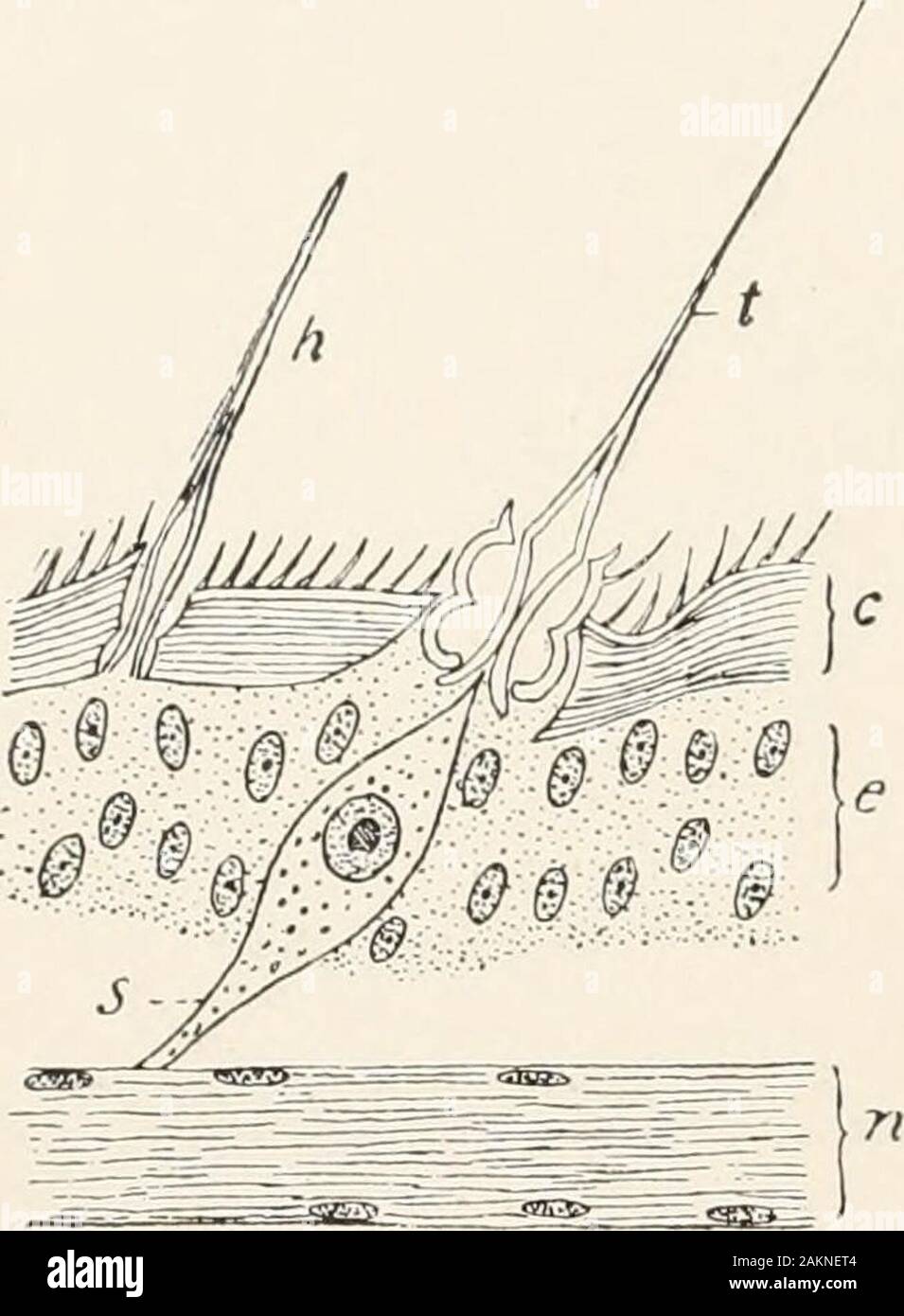 General principles of zoology . ception of this kind, however, must re ...