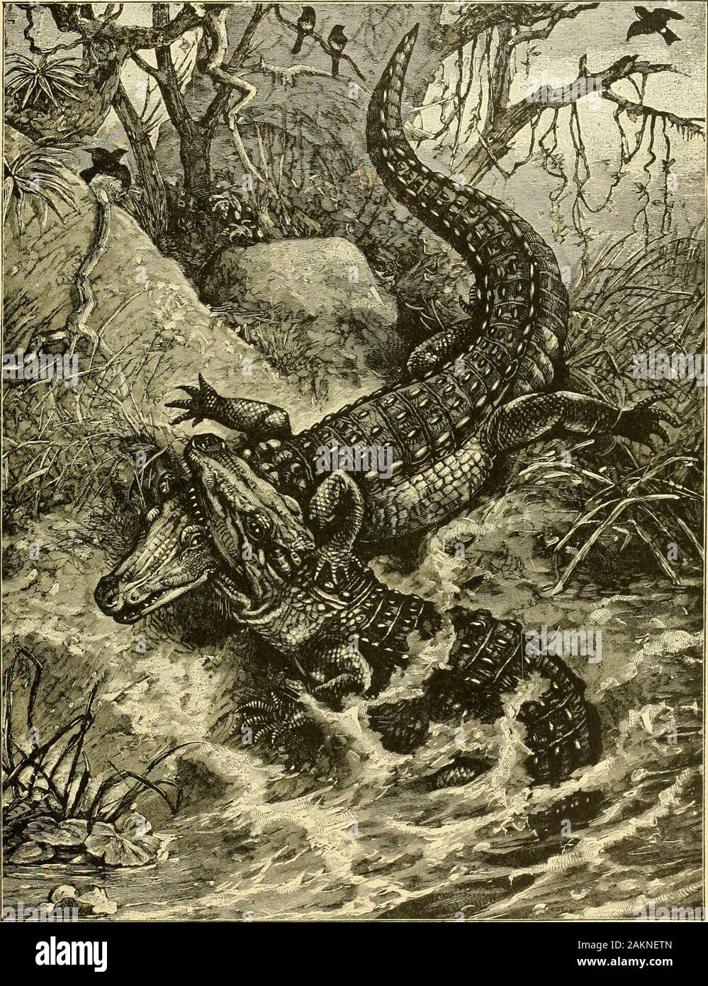 Hunting and trapping stories; a book for boys . h.ppopotamusesand the ...