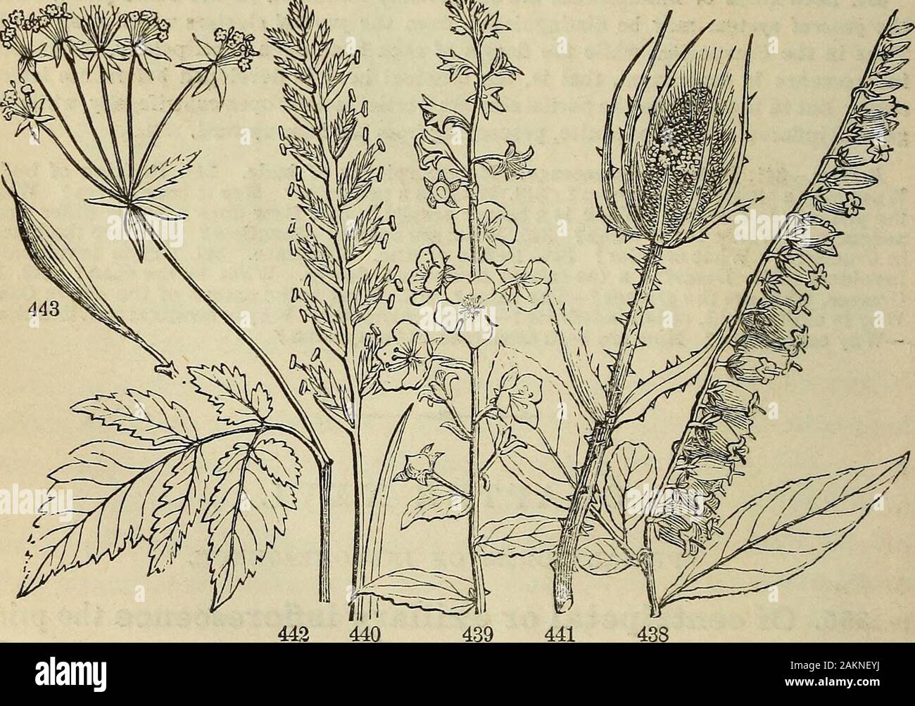 The American botanist and florist; including lessons in the structure ...