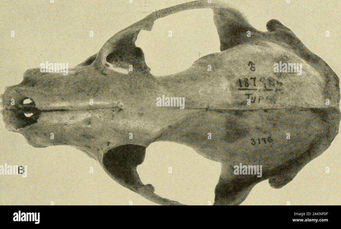 Proci High Resolution Stock Photography and Images - Alamy