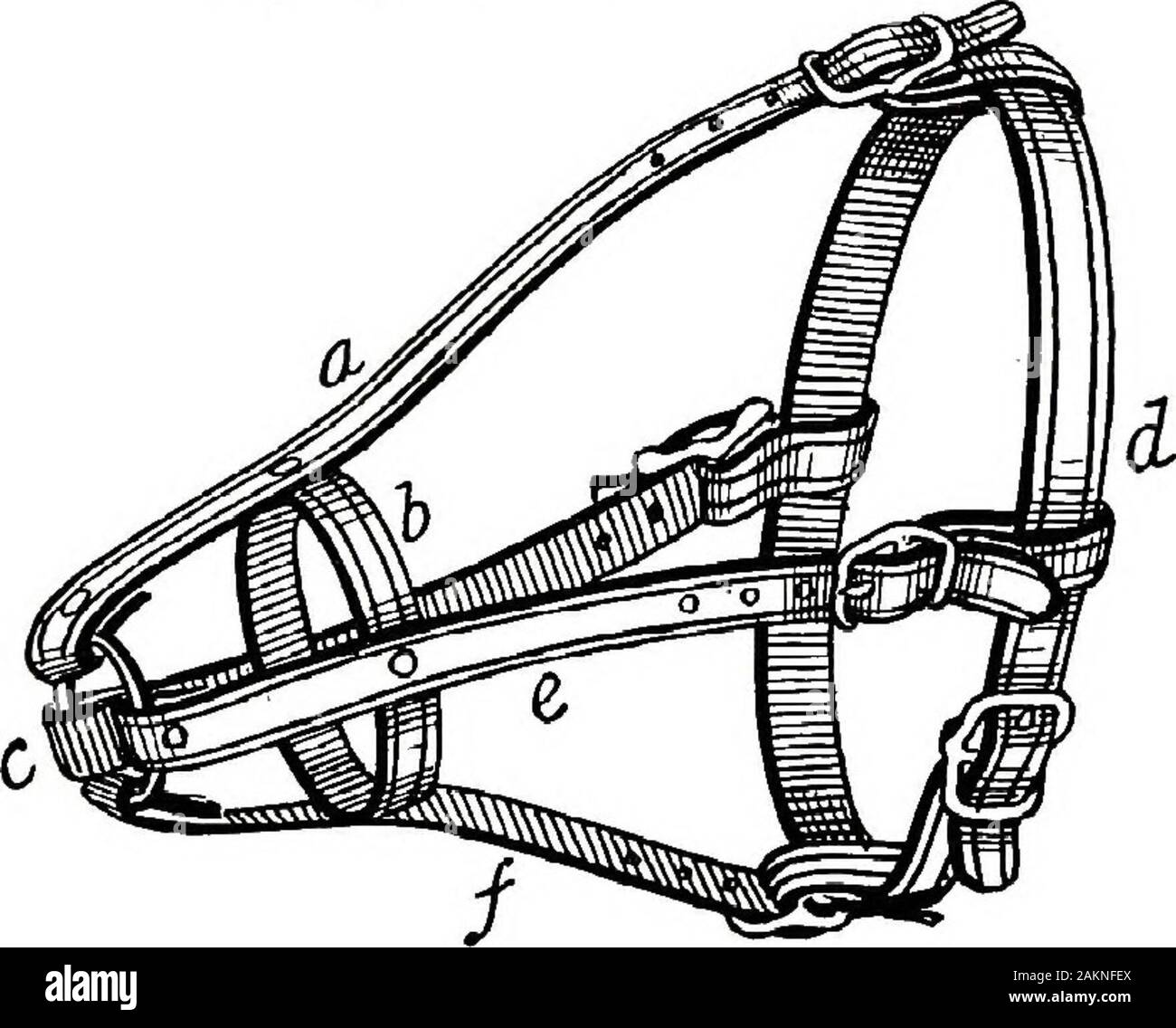Restraint of domestic animals; a book for the use of students and ...