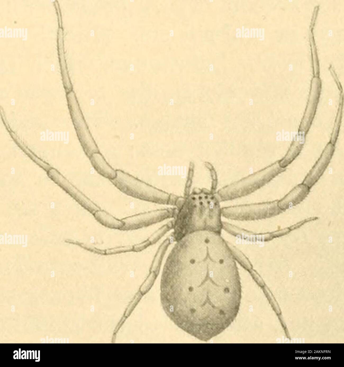 Guide to the Crustacea, Arachnida, Onychophora and Myriopoda exhibited ...