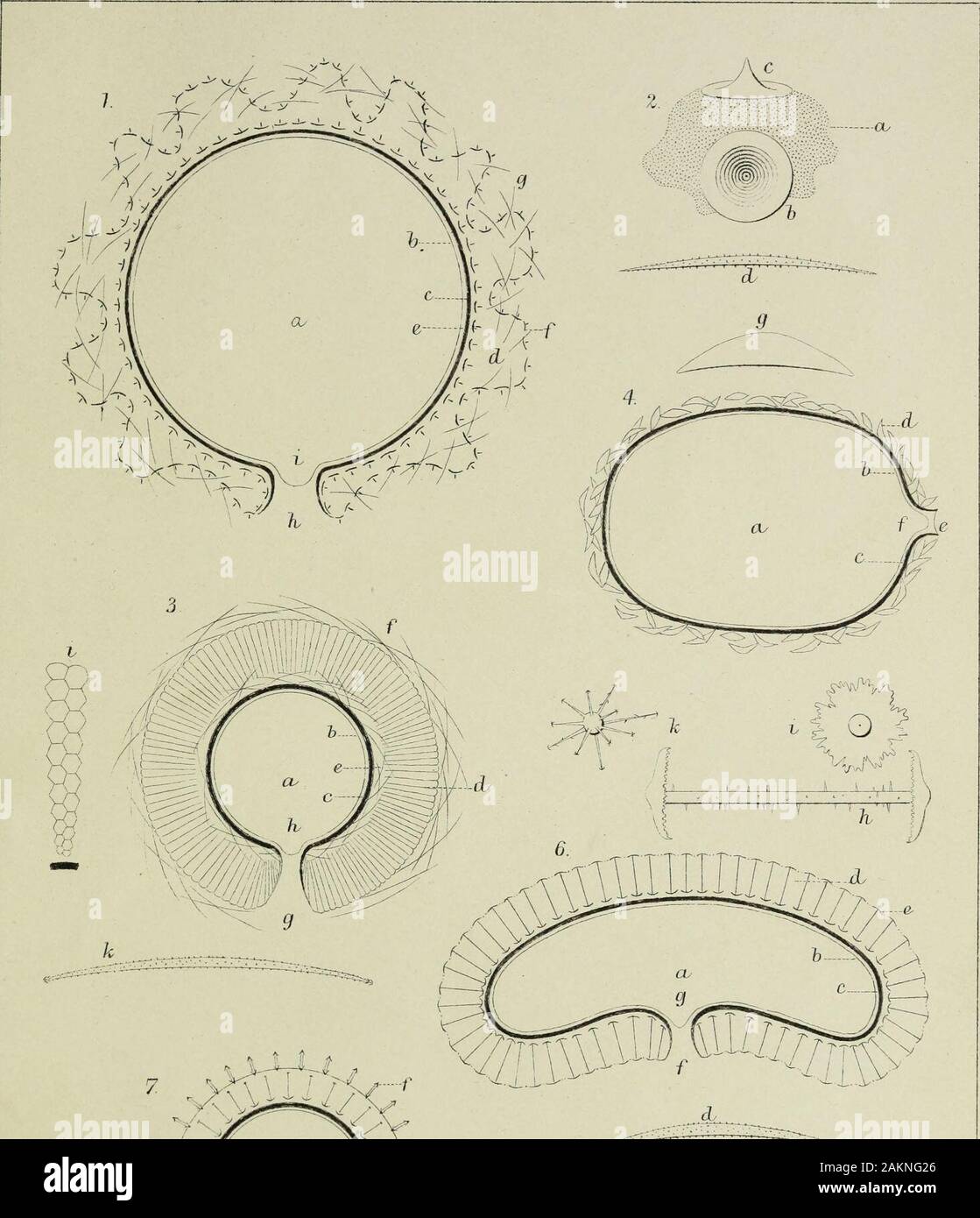 Calcareous plates hi-res stock photography and images - Alamy