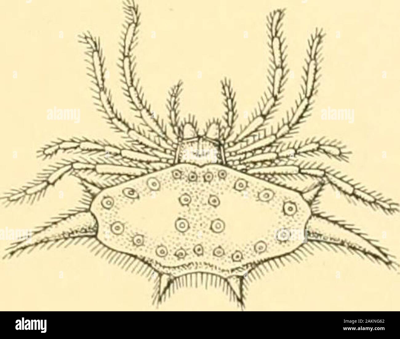 Onychophora prey hi-res stock photography and images - Alamy