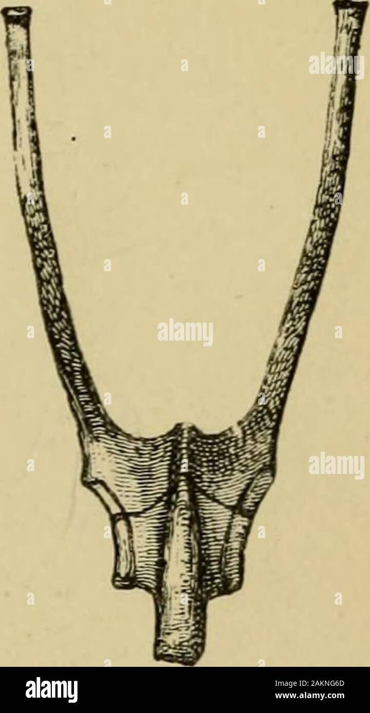 Ischium Frog
