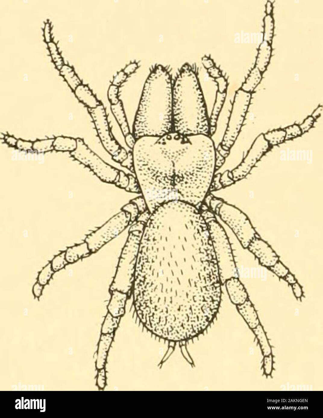 Guide to the Crustacea, Arachnida, Onychophora and Myriopoda exhibited ...