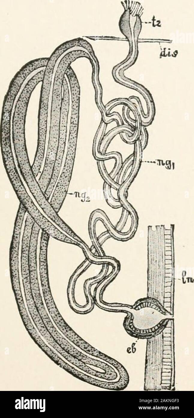 Snake Excretory System