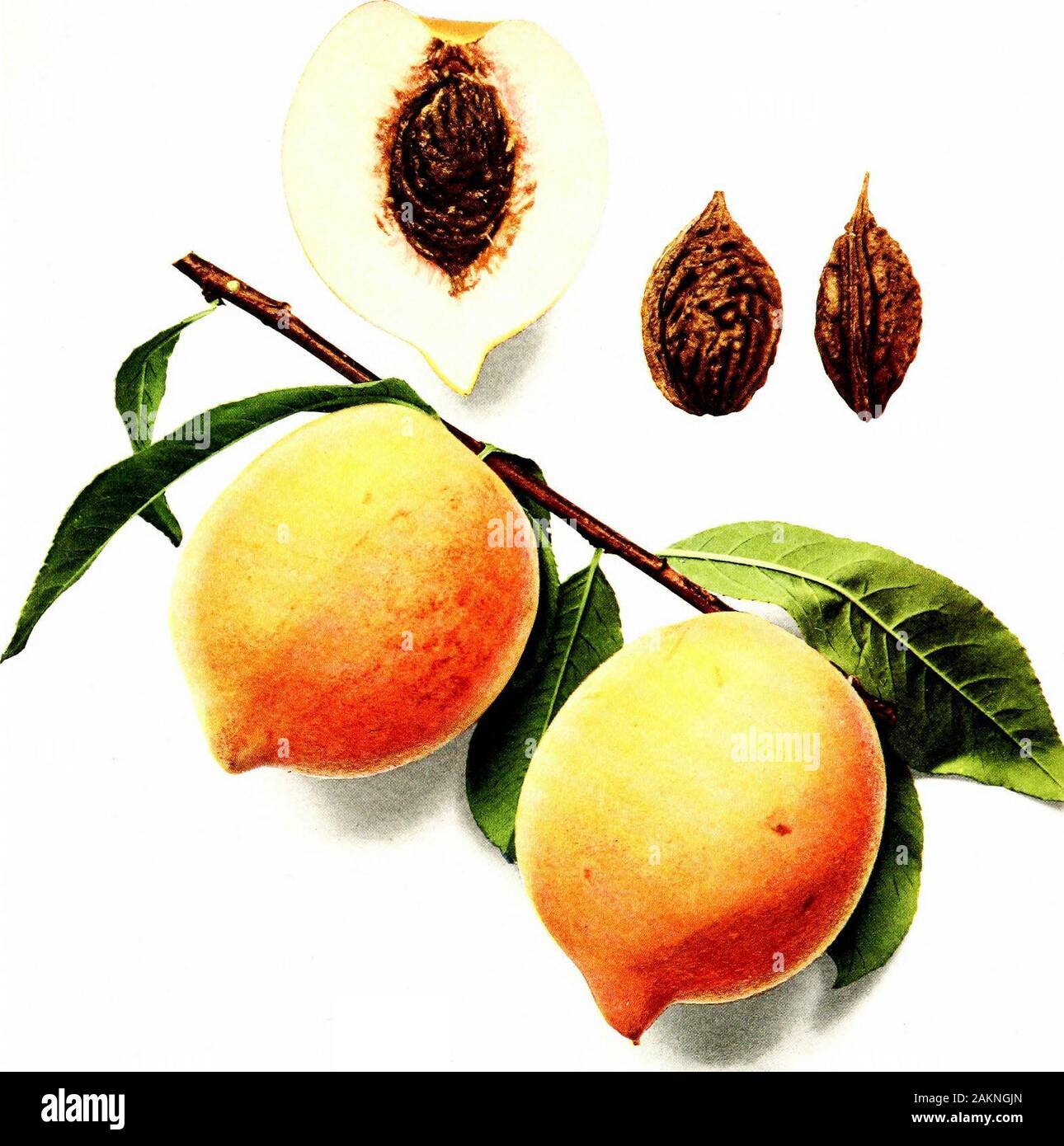 Shallow pit Cut Out Stock Images & Pictures - Alamy