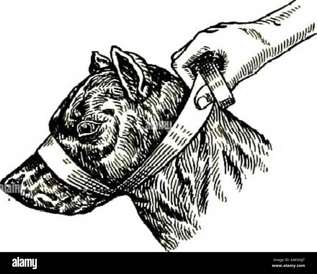 Restraint of domestic animals; a book for the use of students and ...