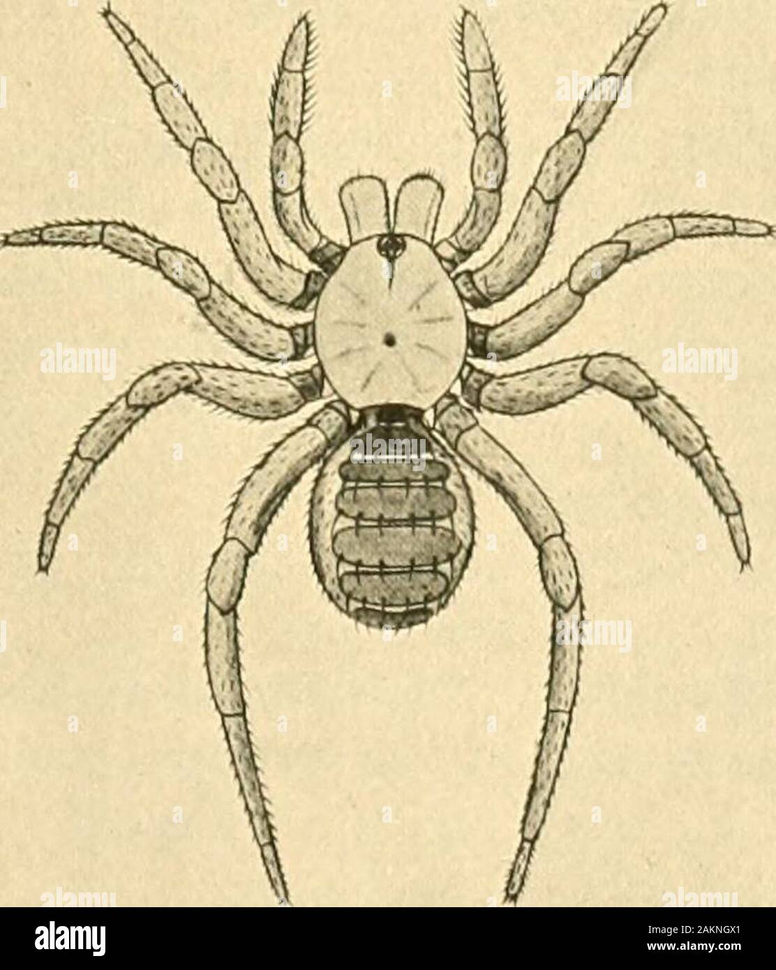 Pulmonary segmentation hi-res stock photography and images - Alamy