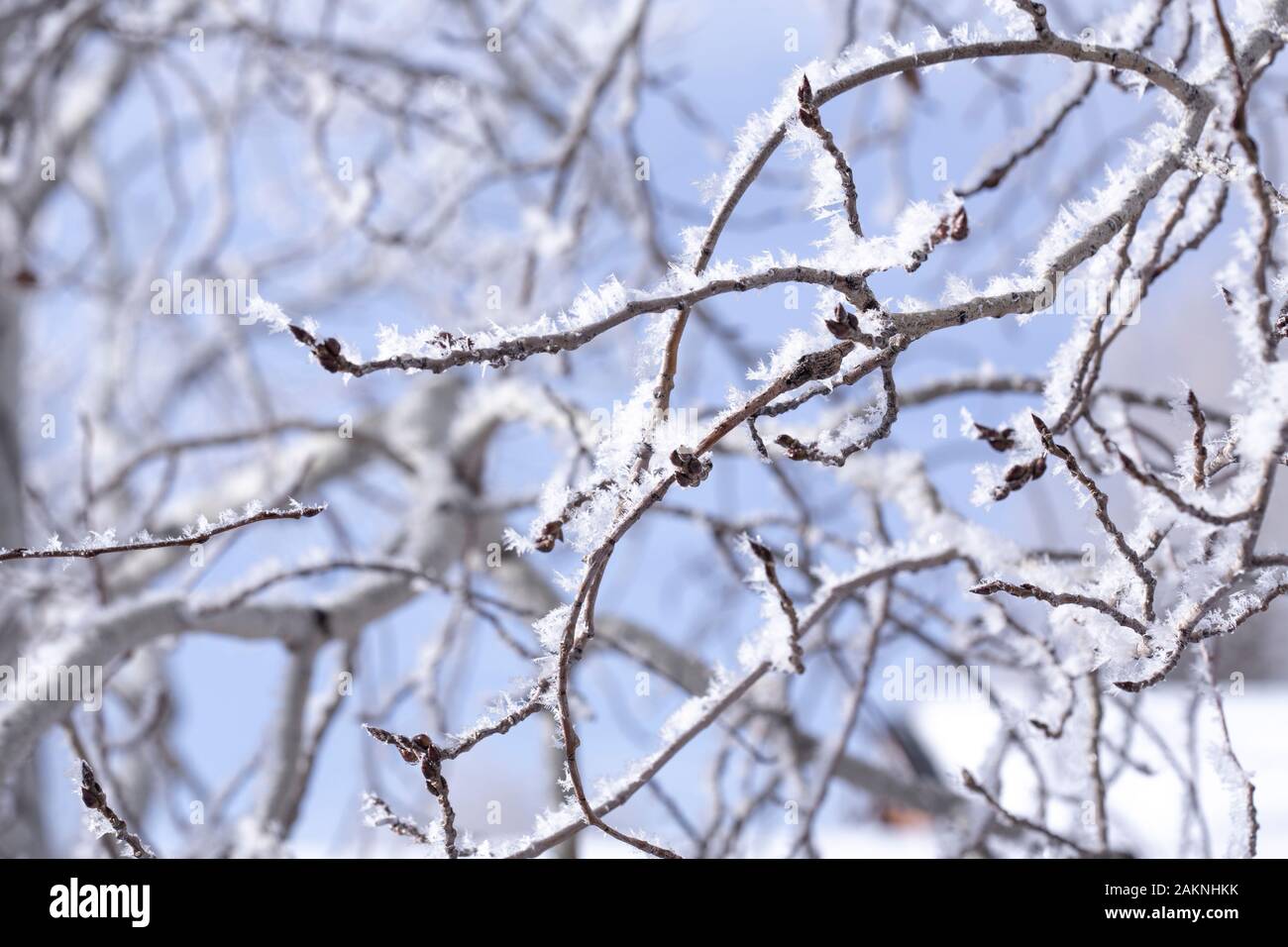 snowy frost covers every surface of the outdoor plants in tiny ice ...