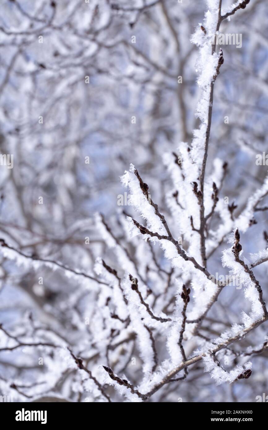 Feather patterns in ice hi-res stock photography and images - Alamy