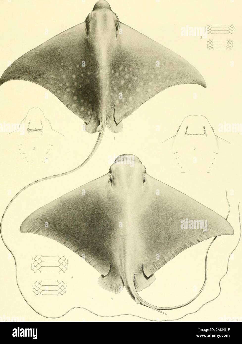 Memoirs of the Museum of Comparative Zoölogy, at Harvard College ...