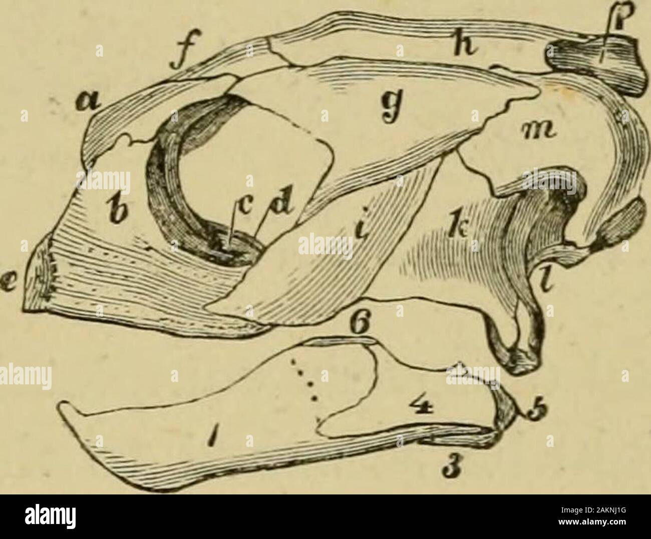 The common frog . Fig. 44.—Dorsal view of skull of Pelobates, showing ...