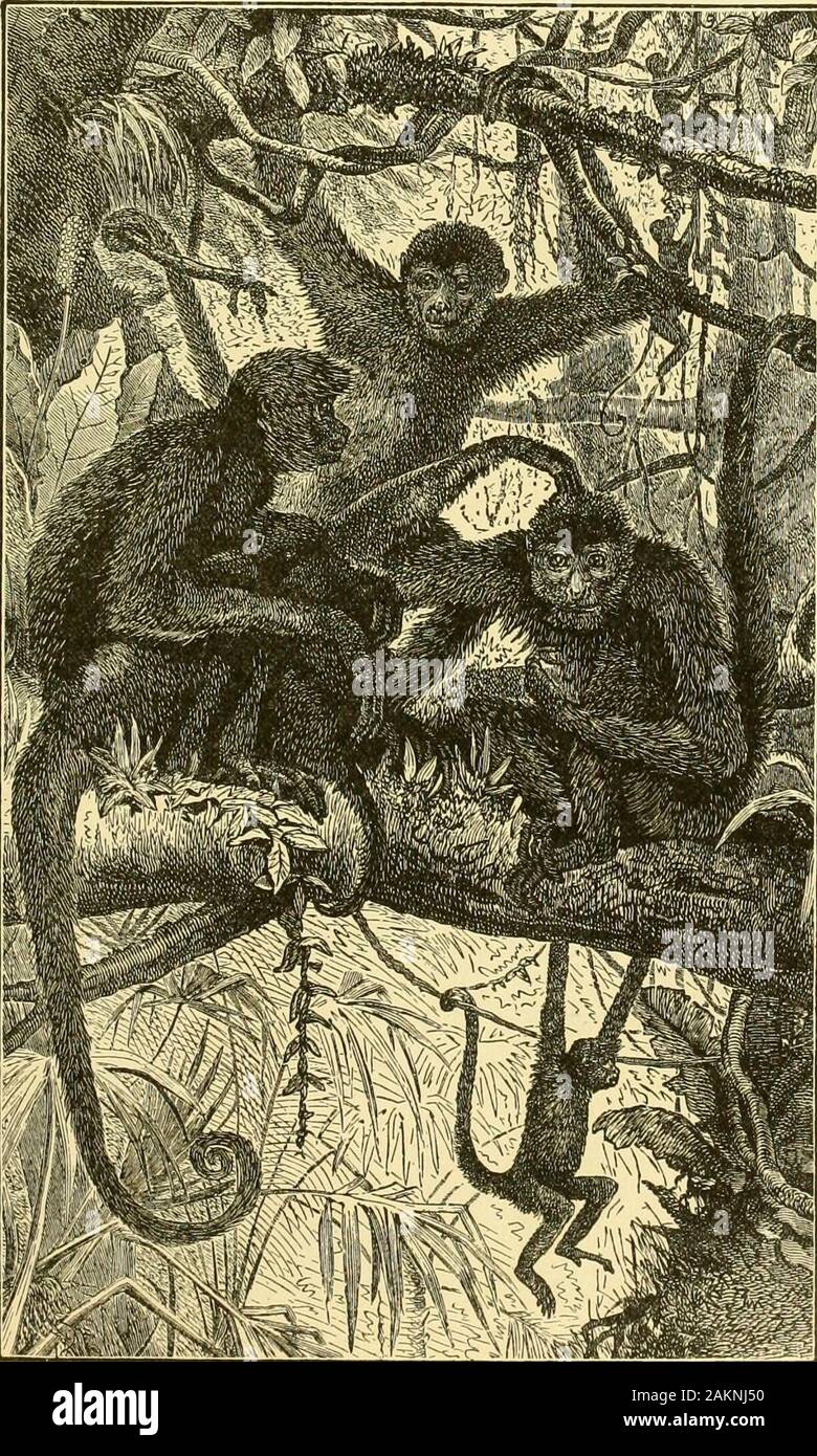 Hunting and trapping stories; a book for boys . CATCHING MONKEYS defect ...