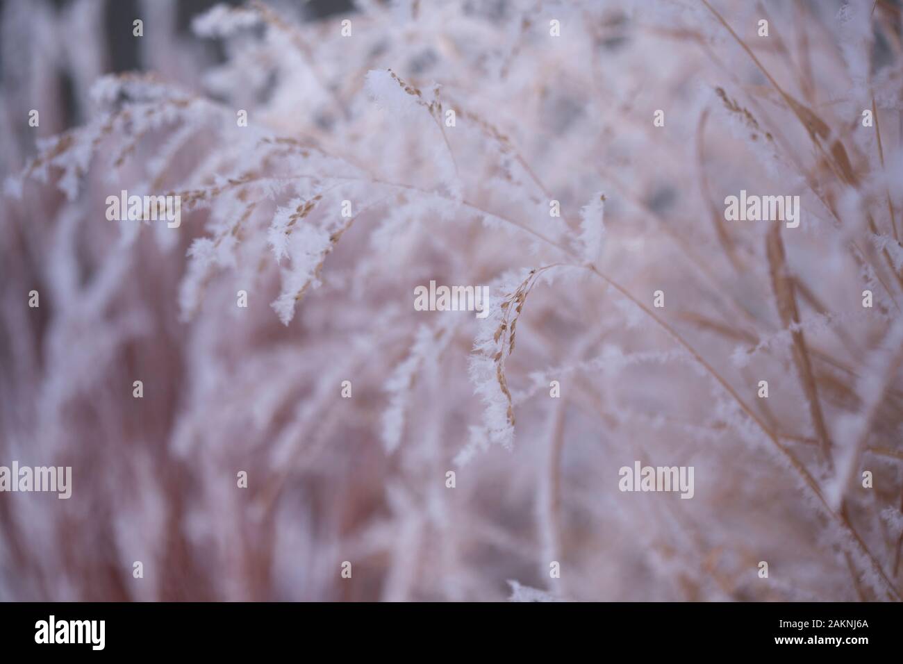 snowy frost covers every surface of the outdoor plants in tiny ice ...