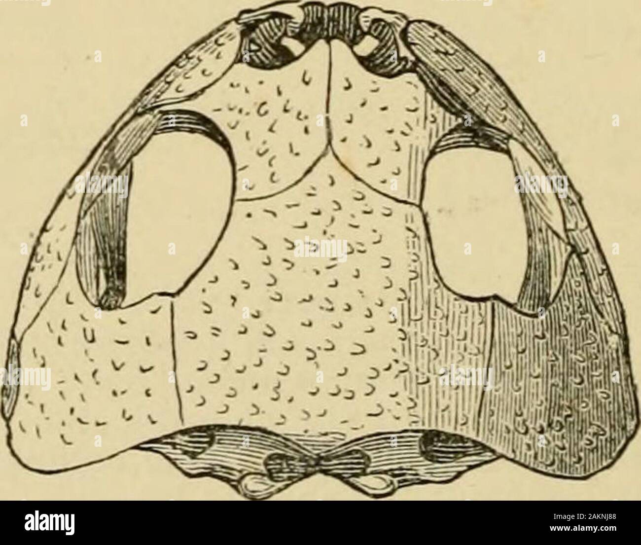 The common frog . nuesto be so connected and becomes one of the two ...