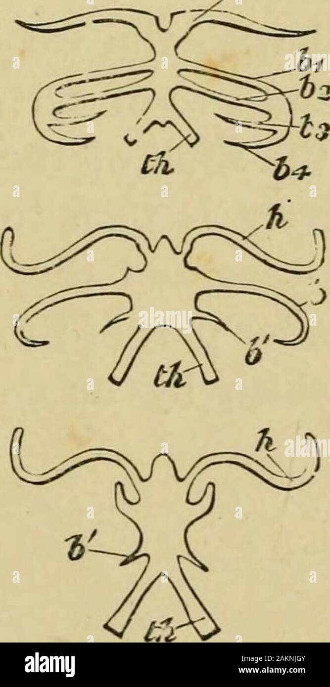 Hyoidean arch hi-res stock photography and images - Alamy