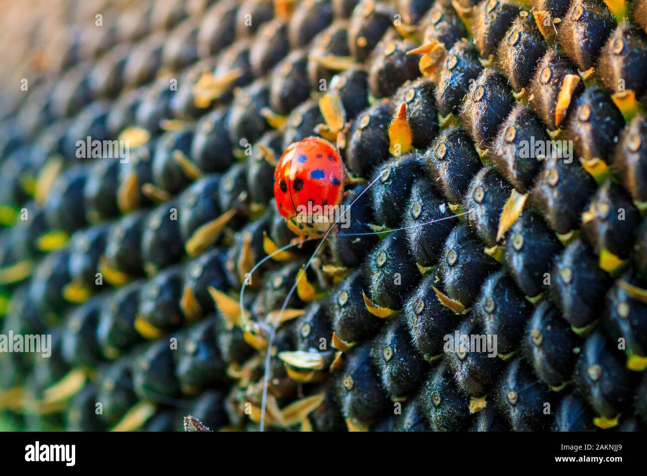 Bright red dotted ladybug on ripe black sunflower seeds in a farmer's ...